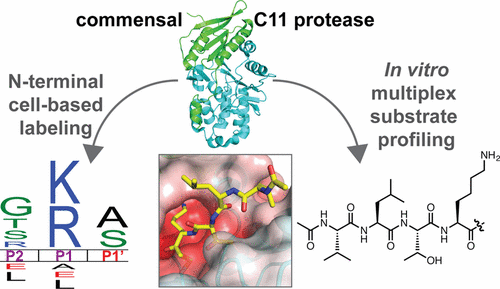 Substrate Profiling and High Resolution Co-complex Crystal Structure of ...