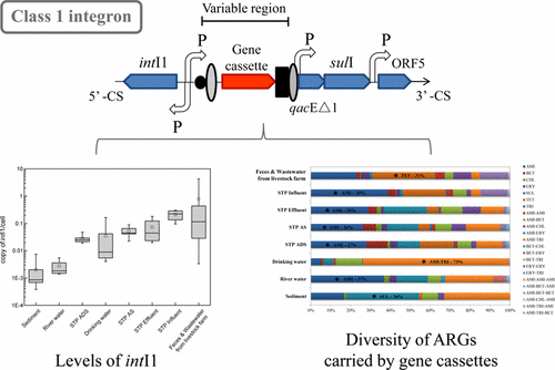 The Prevalence of Integrons as the Carrier of Antibiotic Resistance ...