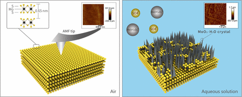 Oxidation of Molybdenum Disulfide Sheet in Water under in Situ Atomic ...