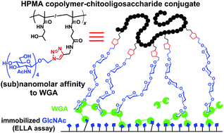 糖基修饰的HPMA共聚物作为高亲和力凝集素配体,Polymer Chemistry - X-MOL
