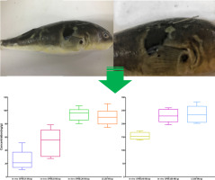 Rapid in vivo determination of tetrodotoxin in pufferfish (Fugu) muscle ...
