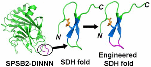 The Single Disulfide-Directed β-Hairpin Fold. Dynamics, Stability, and ...