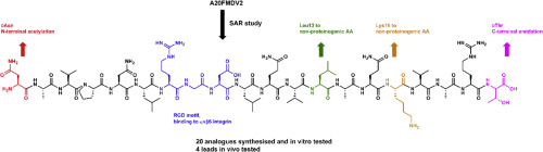 通过修饰 Lys16、Leu13 和 N 和/或 C 端功能 A20FMDV2 肿瘤靶向肽的构效关系研究,European Journal ...