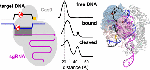 使用定点自旋标记检测 CRISPR–Cas9 介导的 DNA 解旋,ACS Chemical Biology - X-MOL
