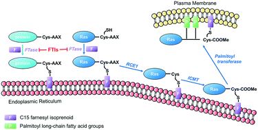 New tricks for human farnesyltransferase inhibitor: cancer and beyond ...