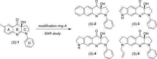 Insights into the myosin II inhibitory potency of A-ring-modified (S ...
