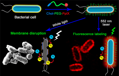 Cholesterol-Assisted Bacterial Cell Surface Engineering for ...