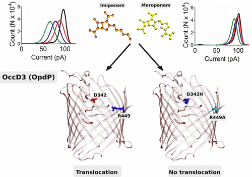 通过 铜绿假单胞菌的 OccD3（OpdP）了解碳青霉烯易位 ,ACS Chemical Biology - X-MOL