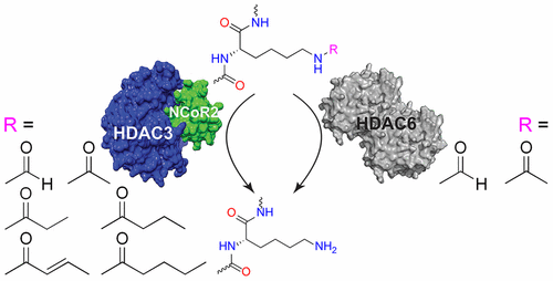 Comparison of the Deacylase and Deacetylase Activity of Zinc-Dependent ...