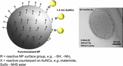 Locating Reactive Groups on Nanomaterials with Gold Nanoclusters ...