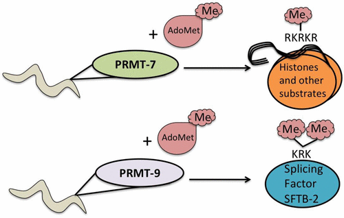 Caenorhabditis elegans PRMT-7 and PRMT-9 Are Evolutionarily Conserved ...
