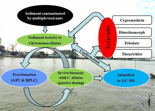 Effect-Directed Analysis of Toxicants in Sediment with Combined Passive ...
