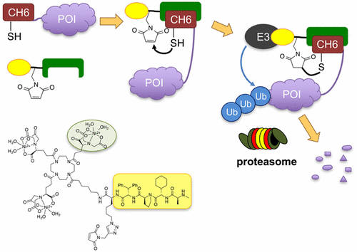 Development of a Small Hybrid Molecule That Mediates Degradation of His ...