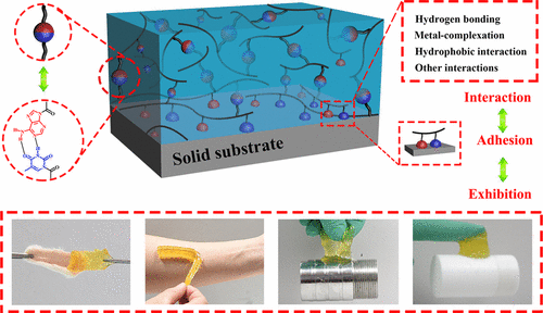 Bioinspired Adhesive Hydrogel Driven by Adenine and Thymine,ACS Applied ...