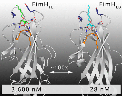 Urinary Tract Infection: Which Conformation of the Bacterial Lectin ...