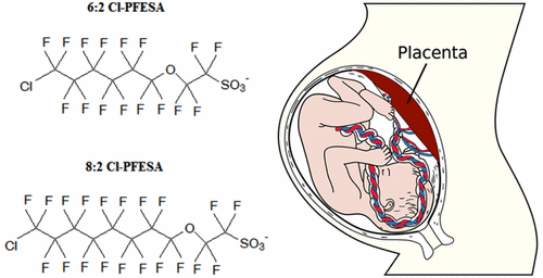 Chlorinated Polyfluoroalkyl Ether Sulfonic Acids in Matched Maternal ...