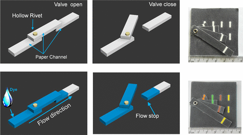 Controlling Capillary-Driven Fluid Transport in Paper-Based Microfluidic Devices Using a Movable ...