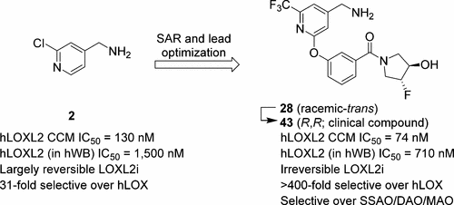 Identification of 4-(Aminomethyl)-6-(trifluoromethyl)-2-(phenoxy ...