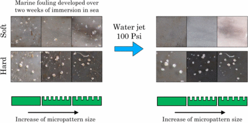 Effect of Variations in Micropatterns and Surface Modulus on Marine ...