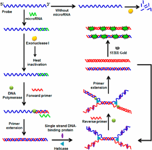 Sensitive Quantification of MicroRNAs by Isothermal Helicase-Dependent Amplification,Analytical ...