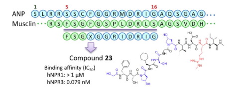 一种有效和选择性的利尿钠肽受体-3受体阻滞剂11-mer肽，通过将musclin和心钠素合成,Bioorganic & Medicinal ...