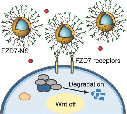 Frizzled7 Antibody‐Functionalized Nanoshells Enable Multivalent Binding ...