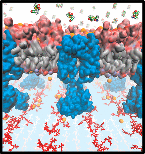 革兰氏阴性细菌细胞包膜的分子动力学模拟研究进展,The Journal of Physical Chemistry Letters - X-MOL