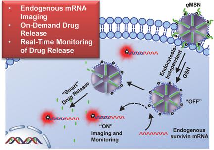 Simultaneous Imaging of Endogenous Survivin mRNA and On‐Demand Drug Release in Live Cells by ...
