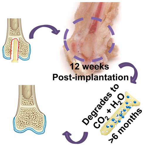 Fabrication of a Biodegradable Implant with Tunable Characteristics for ...