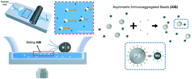 Asymmetric bead aggregation for microfluidic immunodetection,Lab on a ...