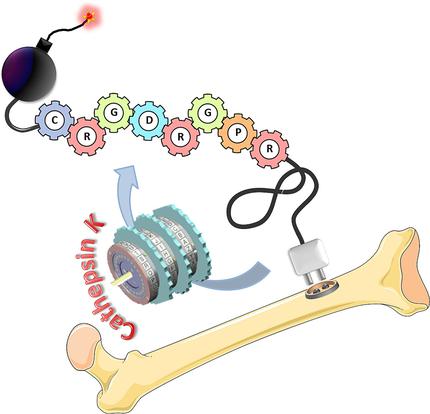 Double Sequential Encrypted Targeting Sequence: A New Concept for Bone ...