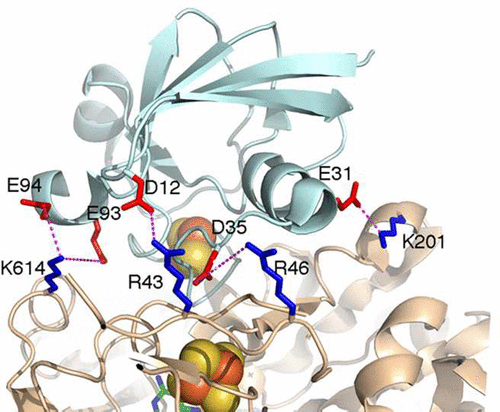 Identification of the Ferredoxin-Binding Site of a Ferredoxin-Dependent ...