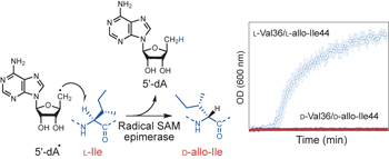 Post-translational modification of ribosomally synthesized peptides by ...