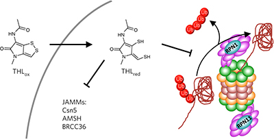 Thiolutin is a zinc chelator that inhibits the Rpn11 and other JAMM ...
