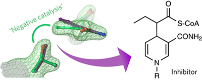 A conserved threonine prevents self-intoxication of enoyl-thioester ...