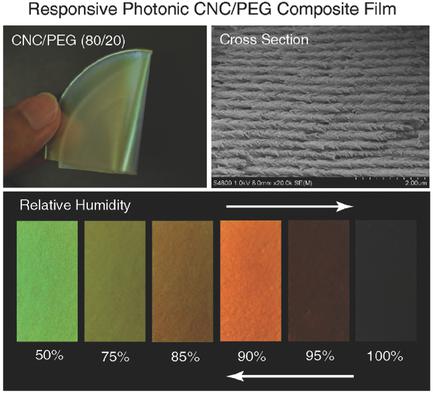 Flexible and Responsive Chiral Nematic Cellulose Nanocrystal/Poly ...