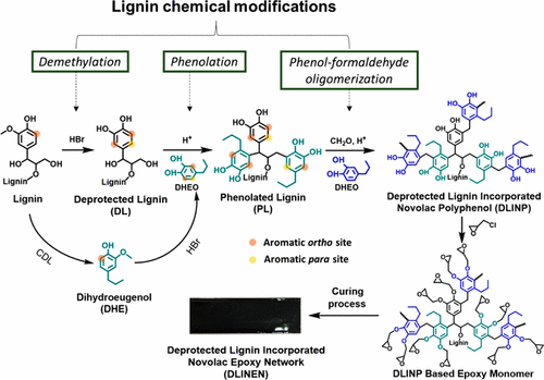 Synthesis of Renewable Thermoset Polymers through Successive Lignin ...