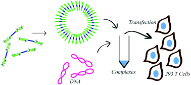 Characterization of complexes made of polylysine–polyleucine–polylysine ...