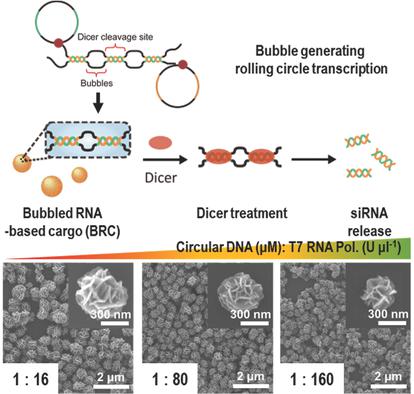 基于气泡的基于RNA的货物可增强RNA干扰,Advanced Science - X-MOL