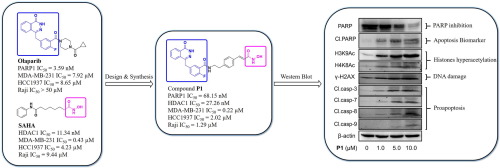Olaparib hydroxamic acid derivatives as dual PARP and HDAC inhibitors ...