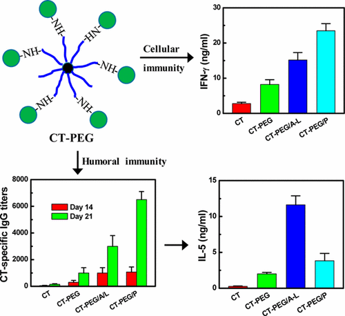 Conjugation Reaction with 8-Arm PEG Markedly Improves the Immunogenicity of Mycobacterium ...