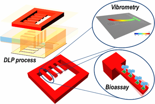 Polymeric 3D Printed Functional Microcantilevers for Biosensing ...
