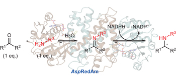 A reductive aminase from Aspergillus oryzae,Nature Chemistry - X-MOL