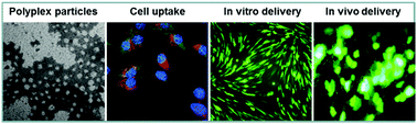 A combinatorial library of triazine-cored polymeric vectors for pDNA ...