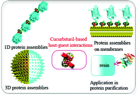 Construction of protein assemblies by host–guest interactions with ...