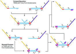 Renewable DNA seesaw logic circuits enabled by photoregulation of ...