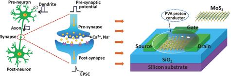 2D MoS2 Neuromorphic Devices for Brain‐Like Computational Systems,Small ...