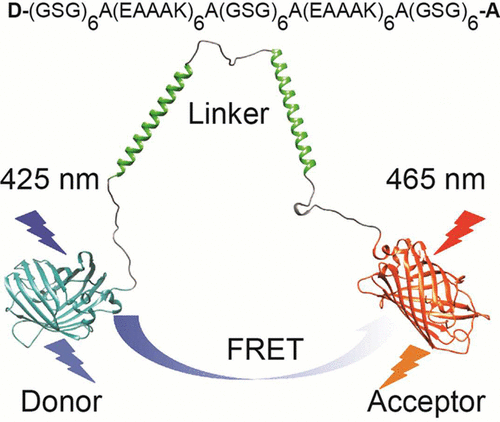 Fluorescence Dynamics of a FRET Probe Designed for Crowding Studies,The ...