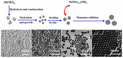 Unraveling the Growth Mechanism of Silica Particles in the Stöber ...