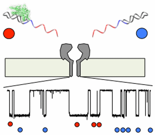 Label-Free, Multiplexed, Single-Molecule Analysis of Protein–DNA ...